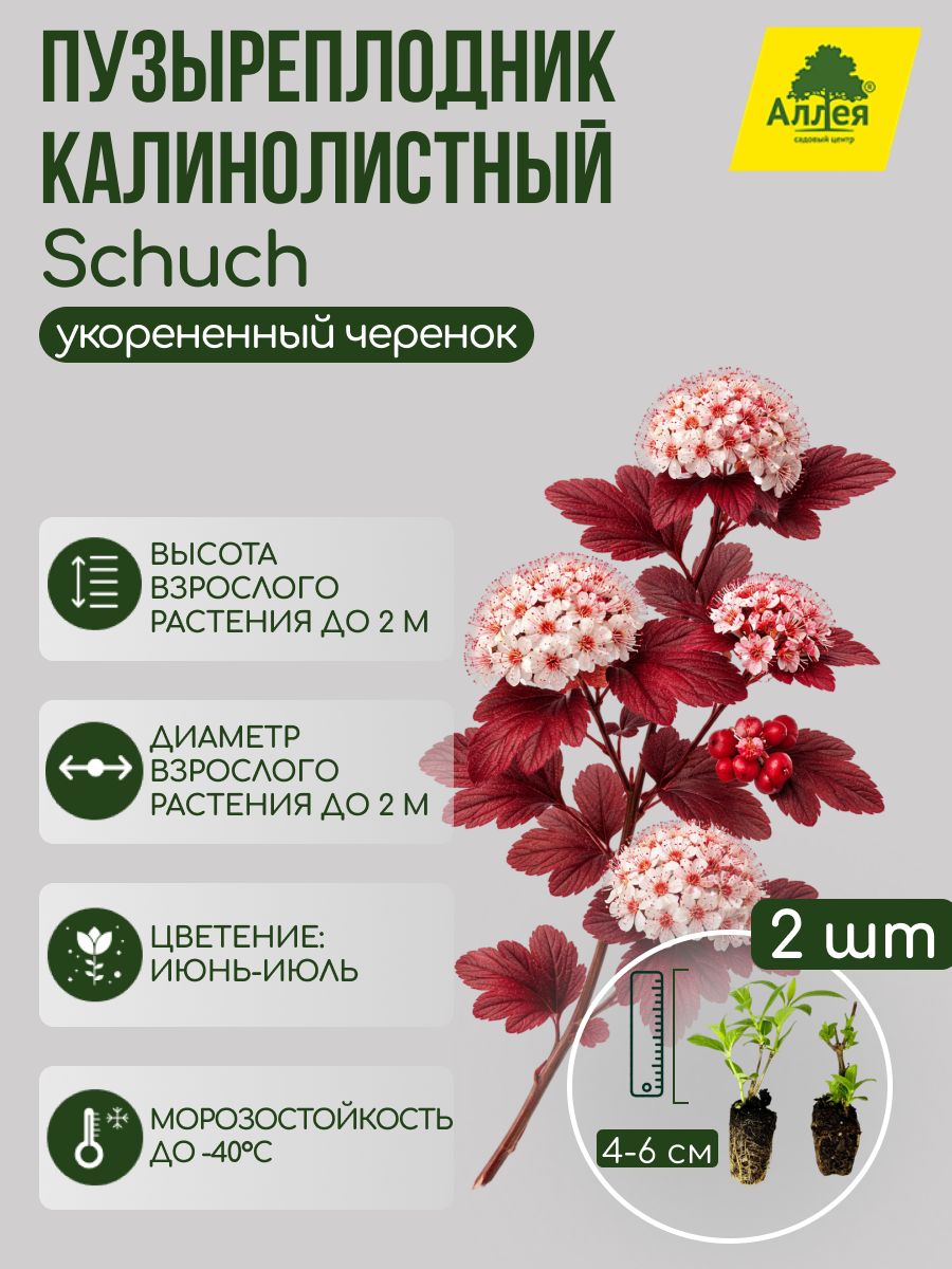 Пузыреплодник калинолистный Schuch укорененный черенок, 2 шт.