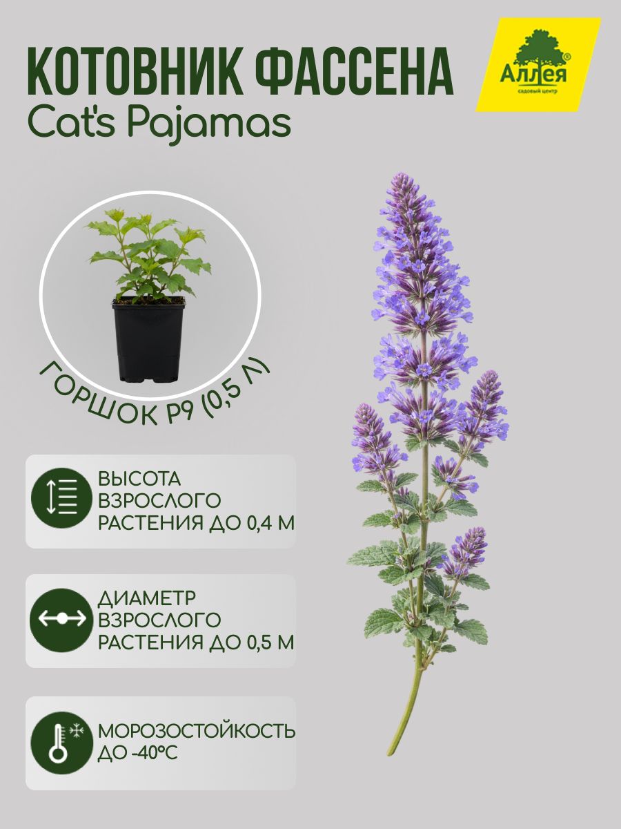 Котовник Фассена Cat's Pajamas P9