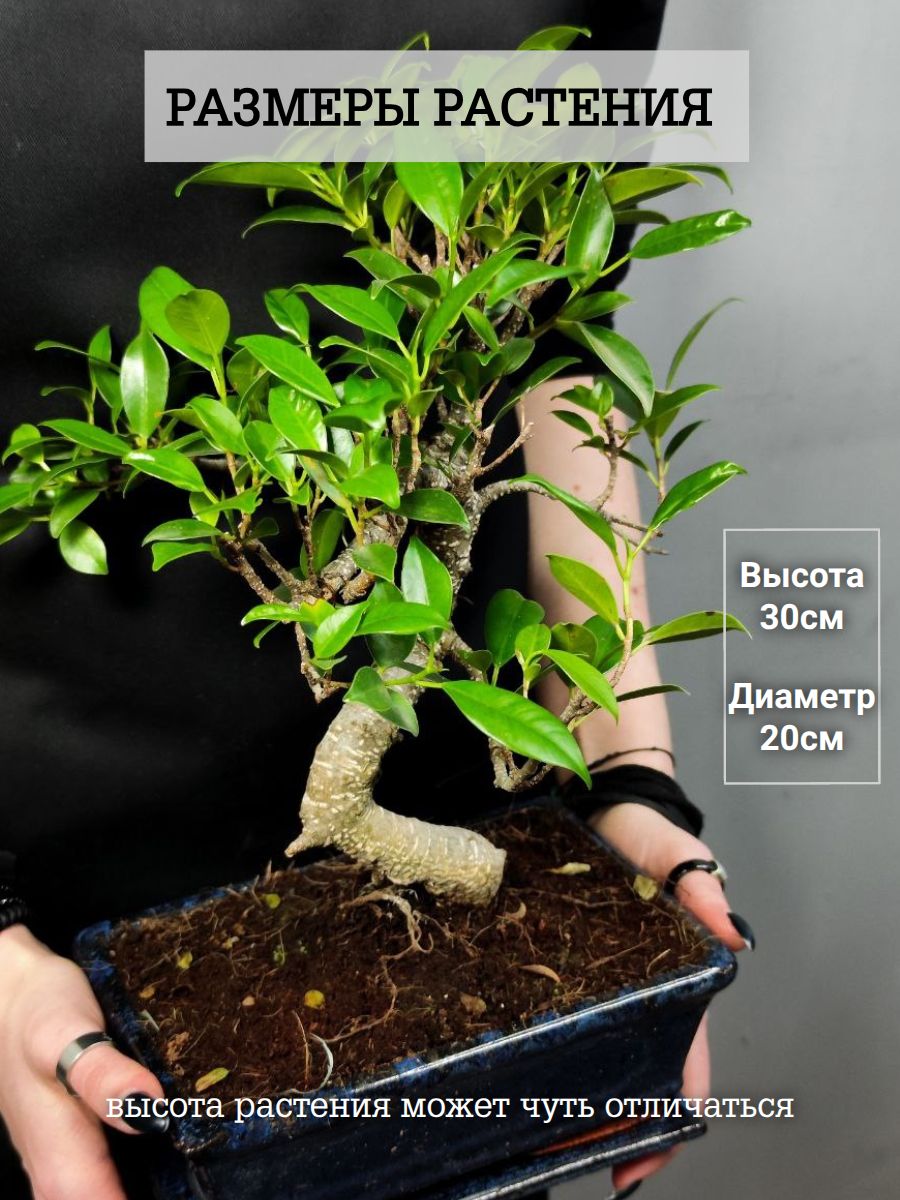 Бонсай Извилистый Фикус в керамическом кашпо, домашний цветок — фото 1