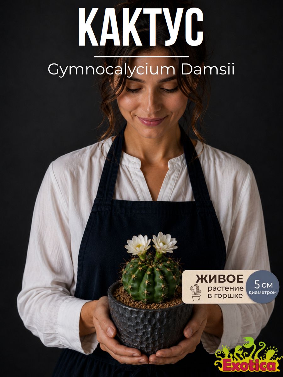Кактус Гимнокалициум Дамси (Gymnocalycium Damsii) D5см, растение в горшке