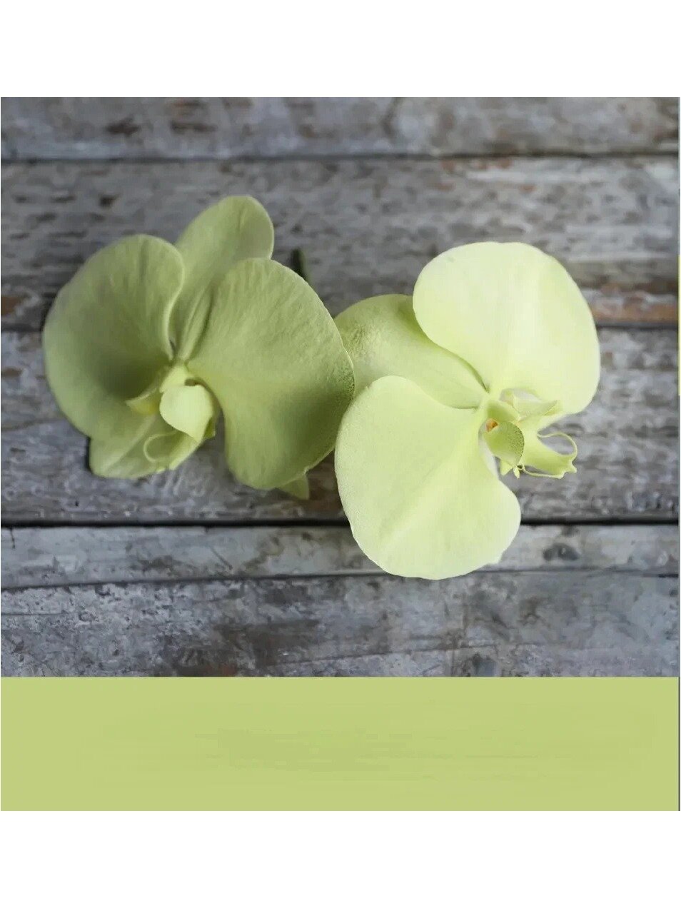 Флористическая краска-спрей Kanagawa green для декора цветов и растений