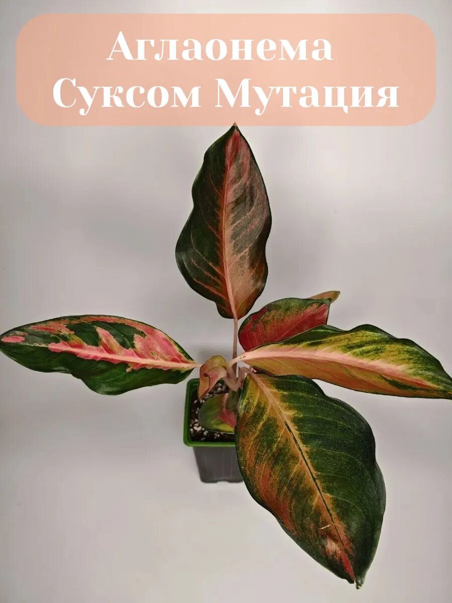 Аглаонема Суксом Мутация