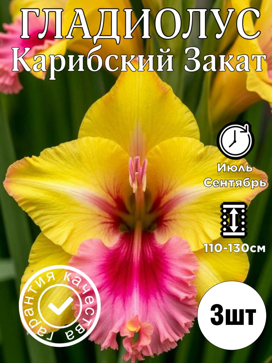 Луковицы Гладиолуса Карибский Закат