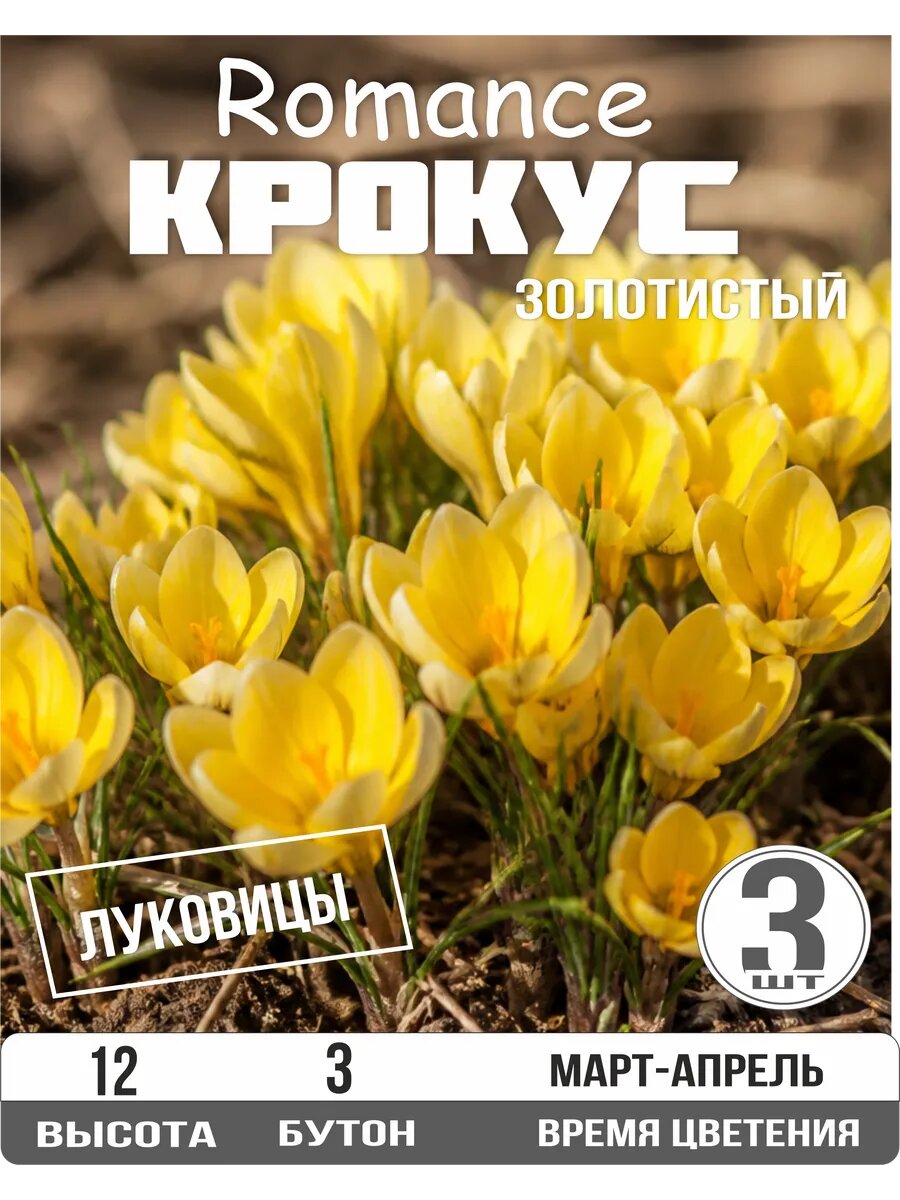 Крокус золотистый Романс, луковицы 3 шт, высота 15 см, желтого цвета