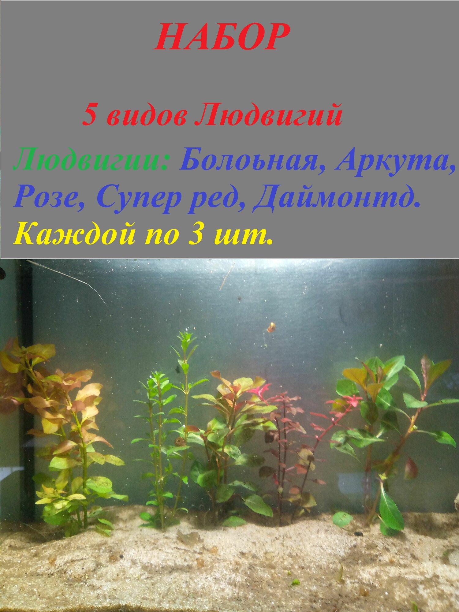 Людвигии набором 5 видов.