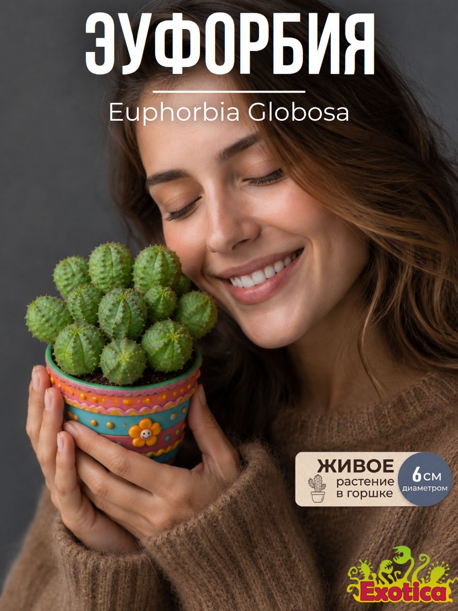 Эуфорбия Глобоза, или Молочай Шаровидный (Euphorbia Globosa) D6см, живой суккулент