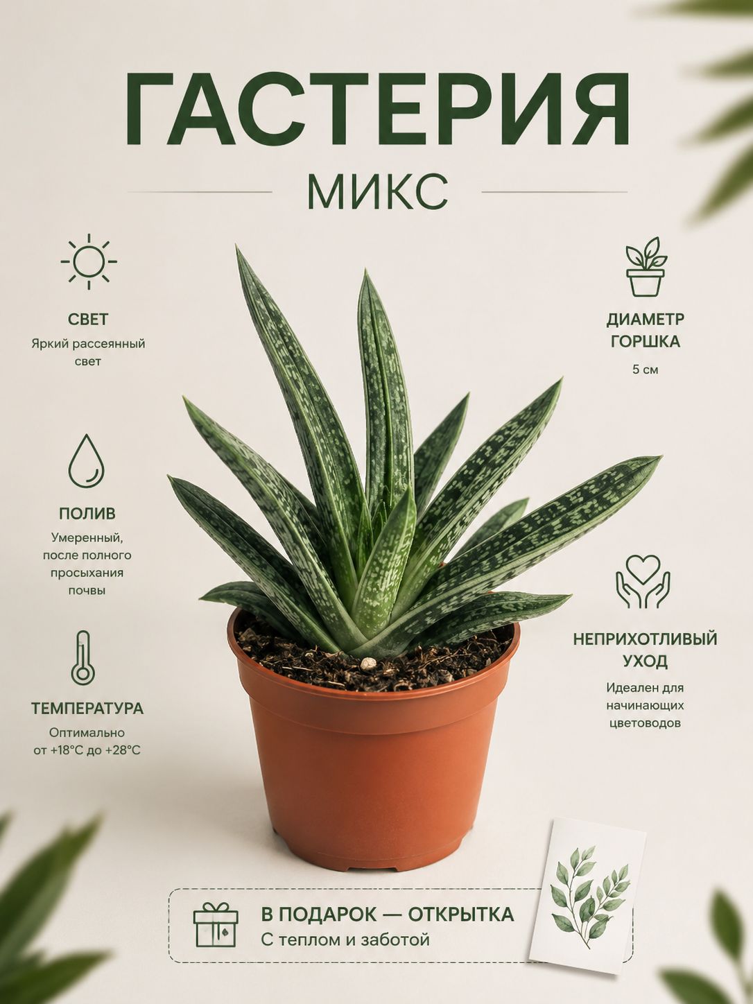 Гастерия Микс, суккулент живой, D-5 и удобрение