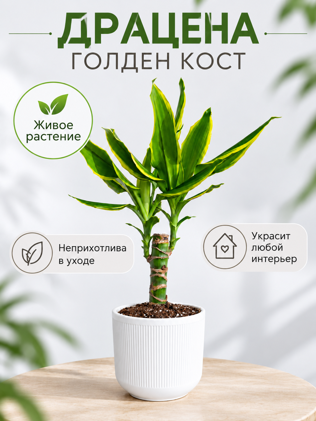 Драцена Голден Кост в белом кашпо, домашняя пальма 35 см