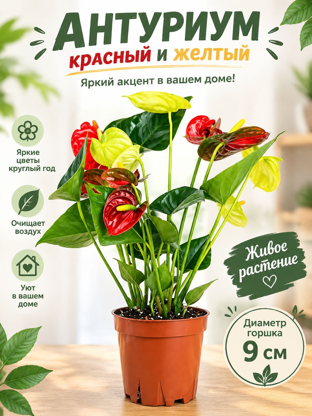 Антуриум Красный и Желтый (Мужское счастье) живое растение
