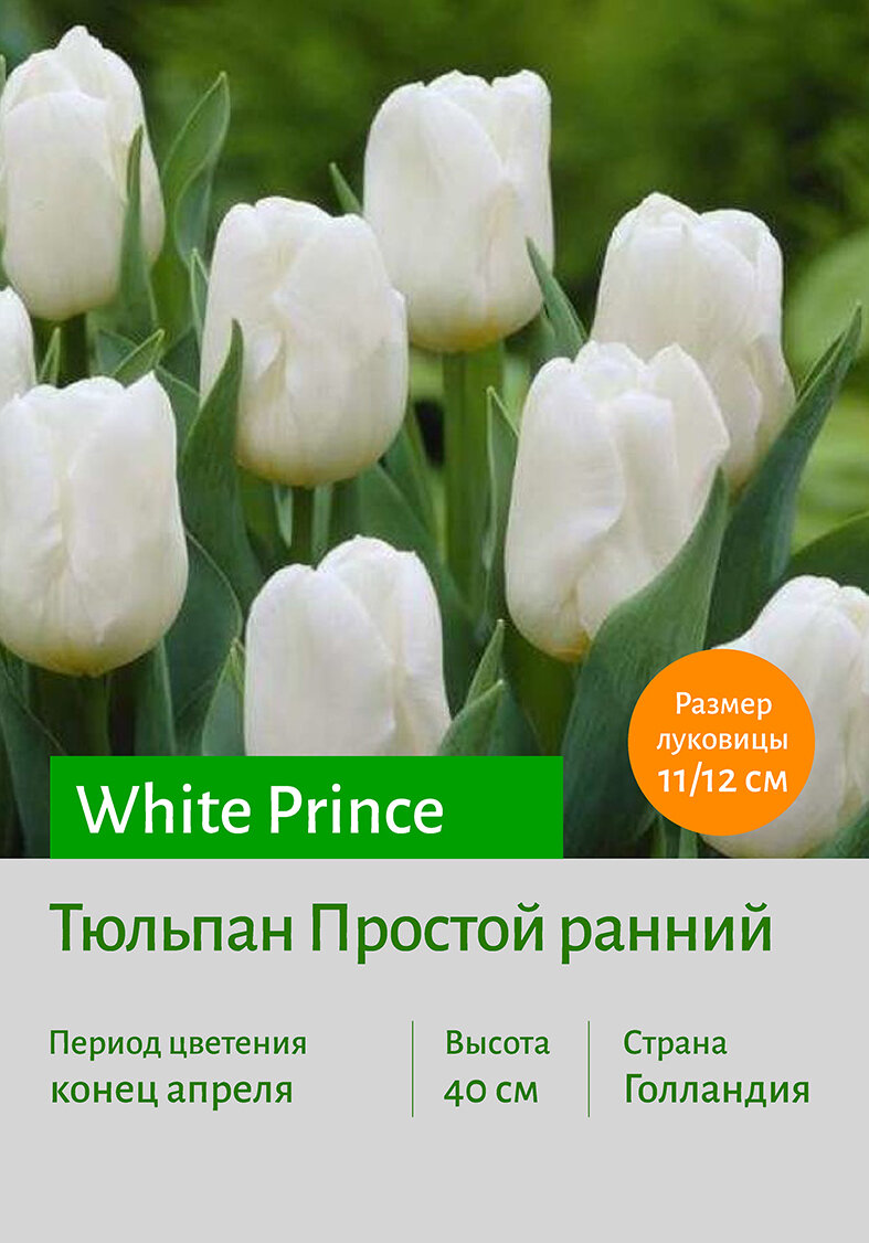 Тюльпан Вайт Приц (White Prince), простой ранний. Луковицы, 3 шт. Сотка.