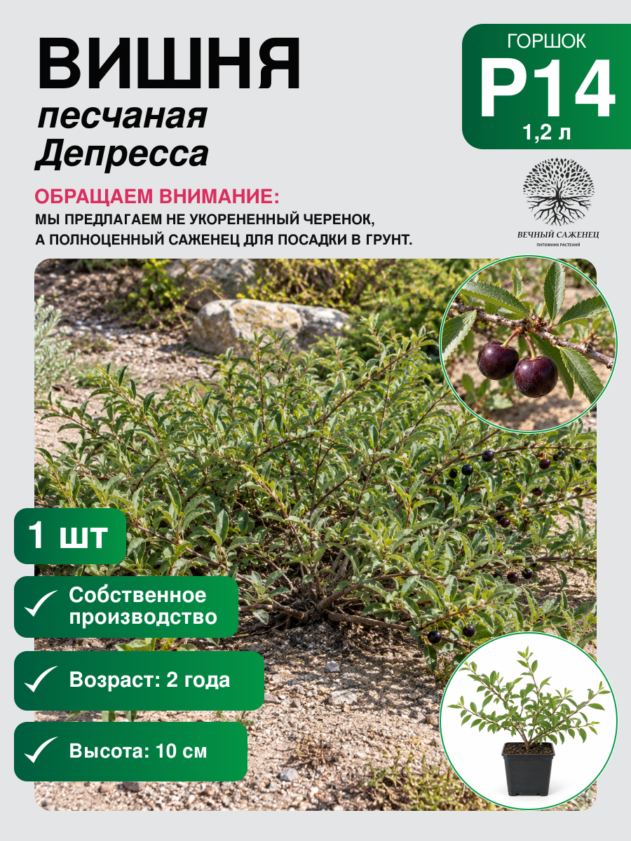 Вишня песчаная Депресса Р14, саженец для сада и дачи, декоративное растение для посадки