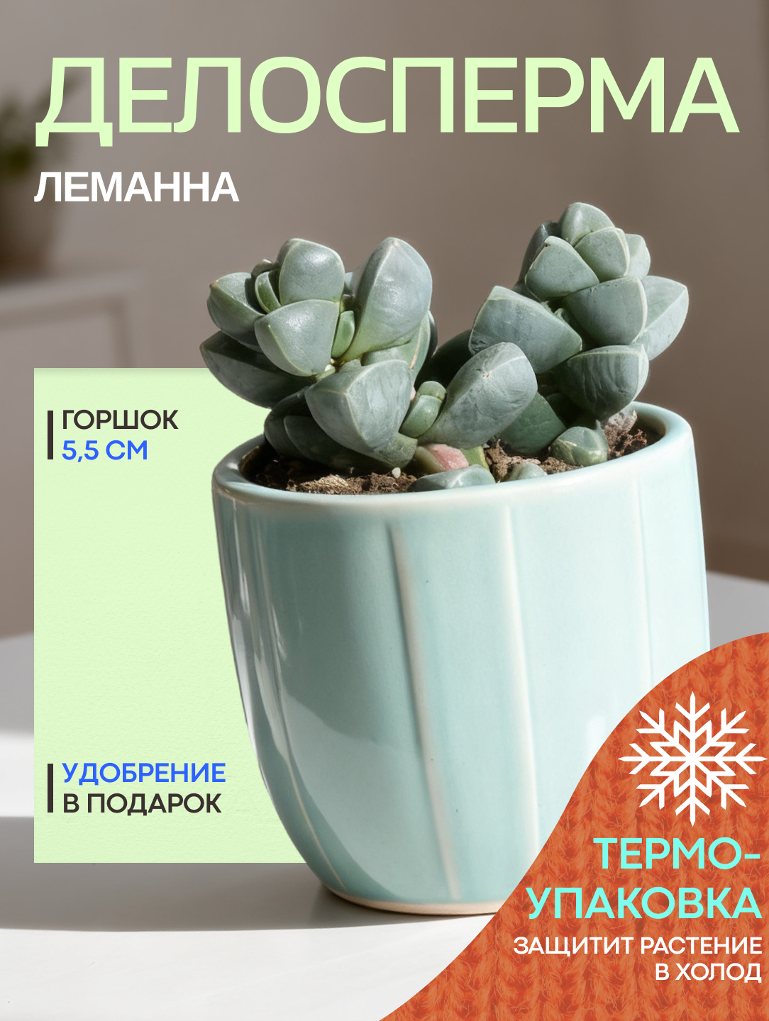 Делосперма Леманна комнатный цветок в горшке живой