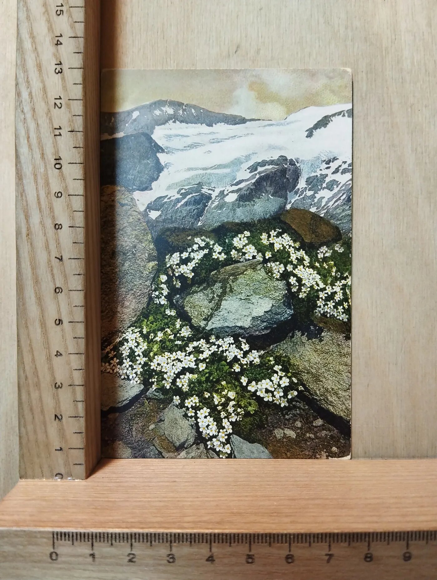 Винтажная открытка "Androsace helvetica. Alpenflora" (Проломник гельветский. Альпийская флора)