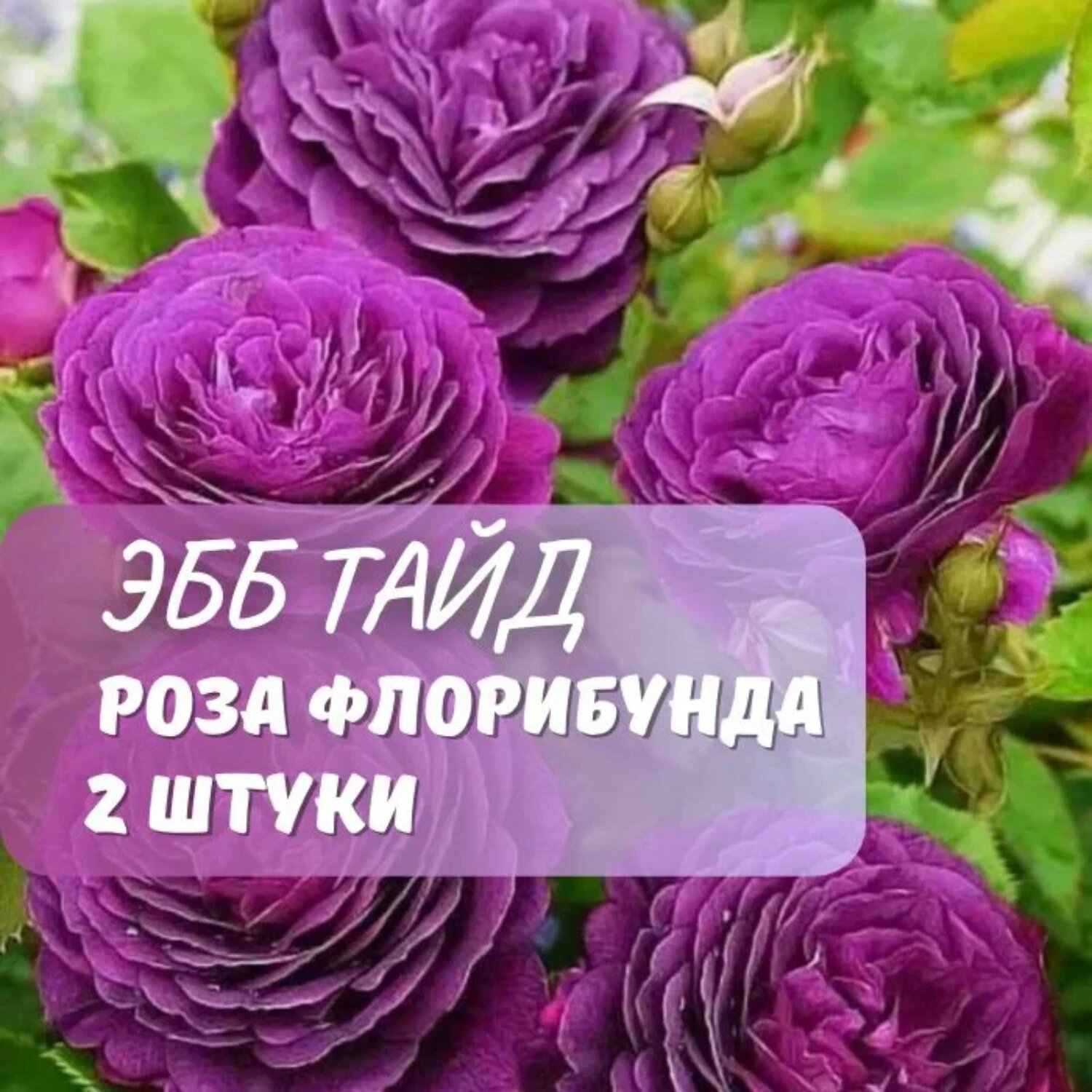 Роза флорибунда Эбб Тайд , 2 саженца , многолетняя , фиолетовая