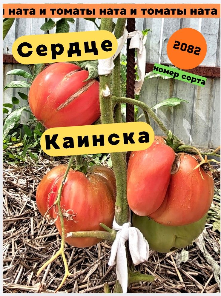 Коллекционные семена томата Сердце Каинска. Семейный старинный сорт10 шт