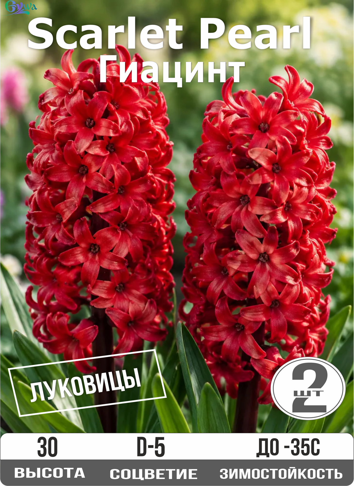 Гиацинт луковицы многолетних растений, Скарлет Перл 2шт
