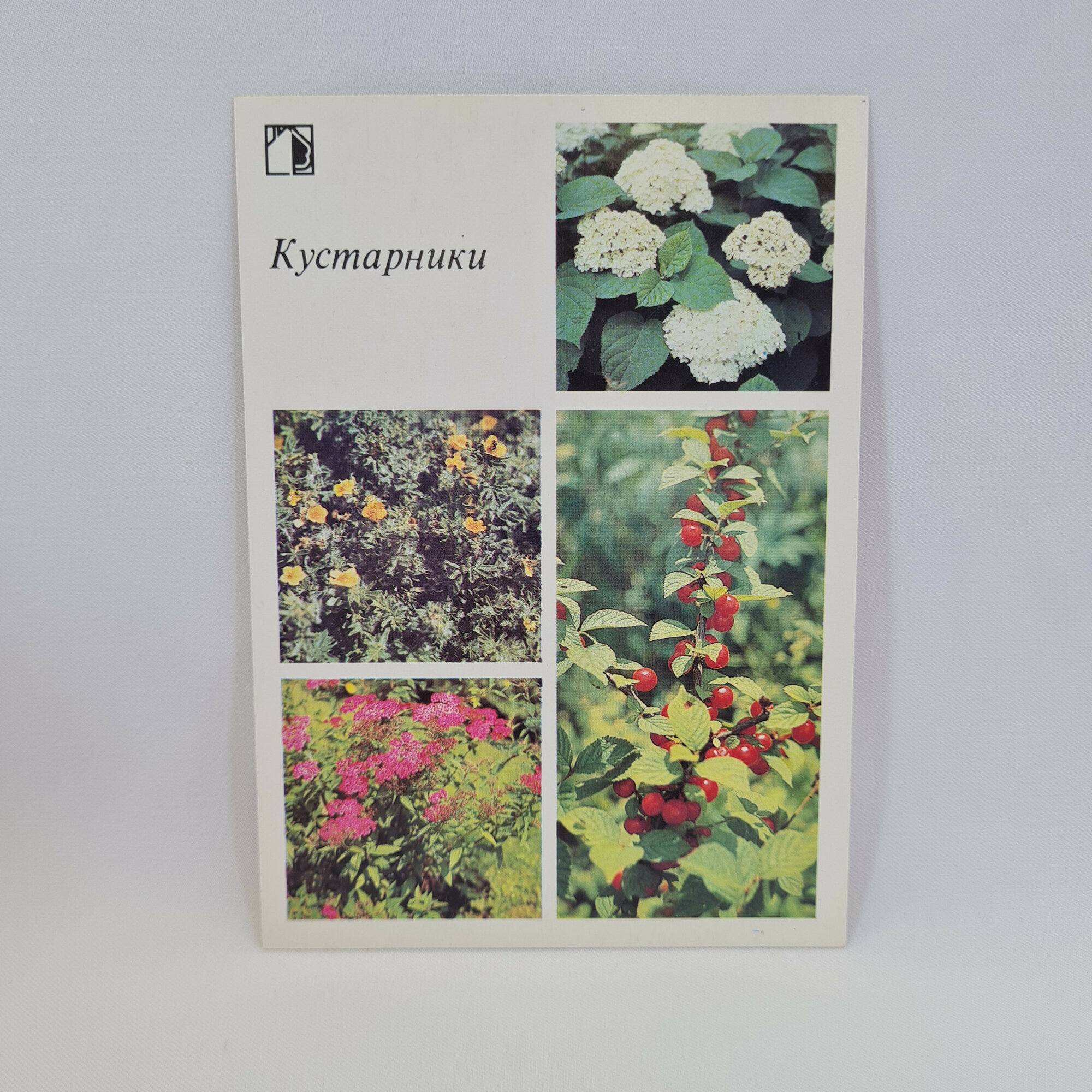 Открытка советская СССР. Декоративные кустарники, гортензия и вишня. Винтаж