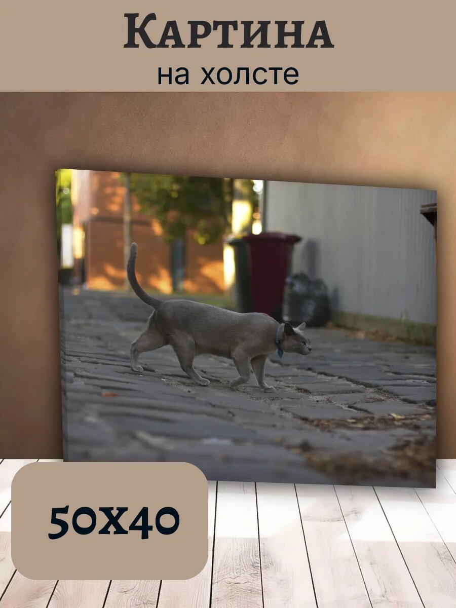 Картина Постер Кот Кошка Cat 40x50 серая на брусчатке