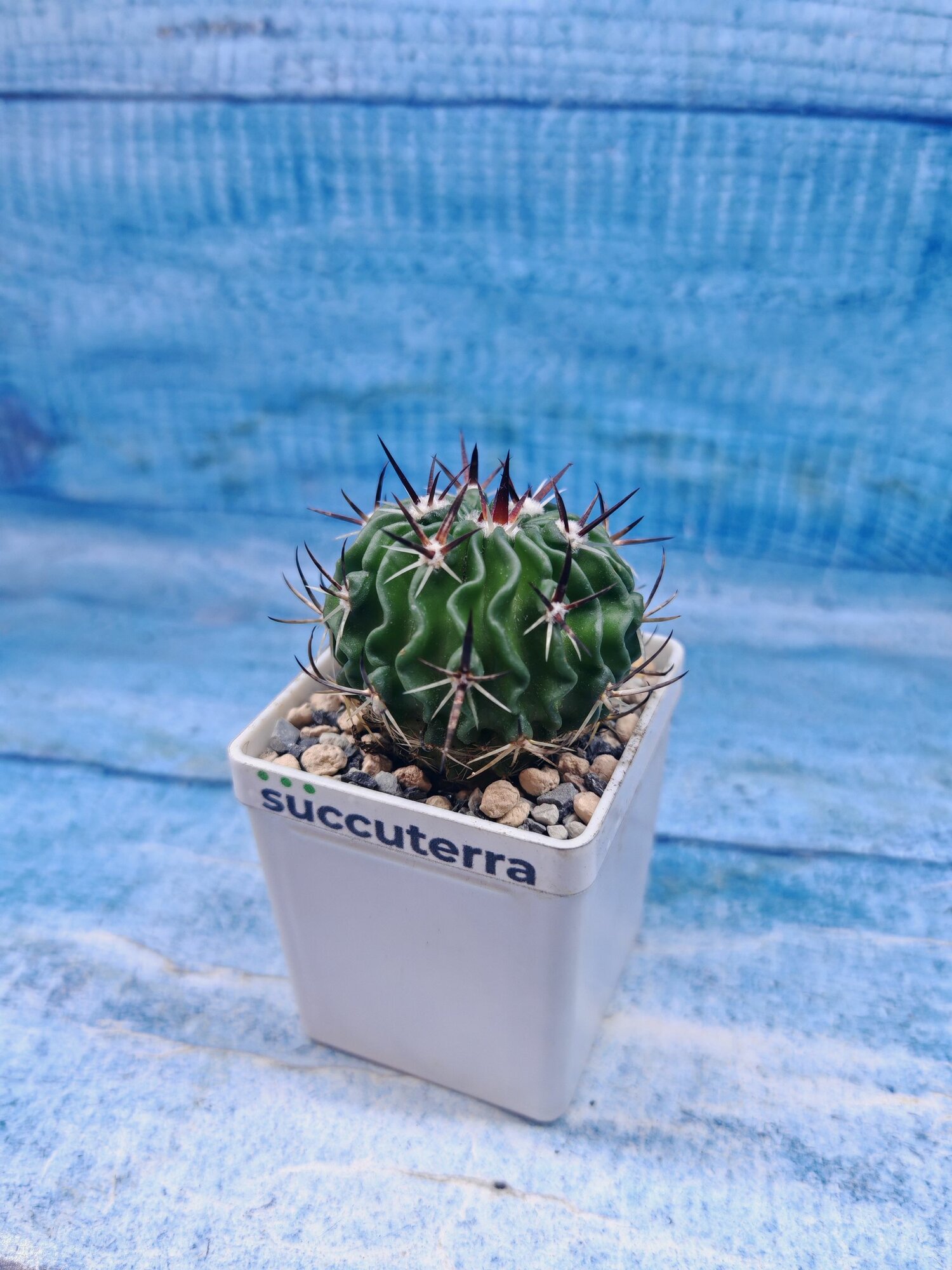 Кактус Echinofossulocactus Multicostatus (Эхинофоссулокактус). Диаметр горшка 5 см. Субстрат Succuterra Classic и фирменный горшочек в комплекте.