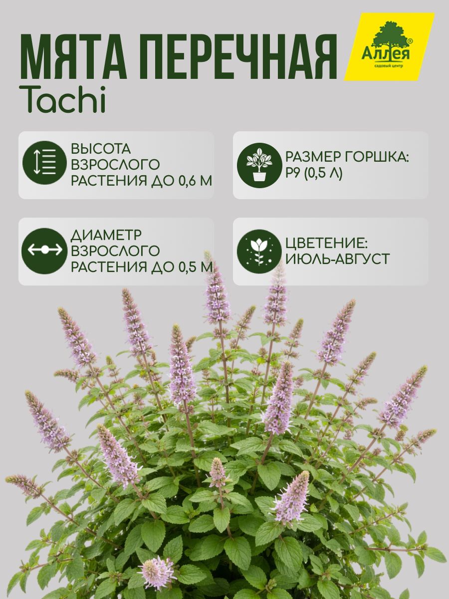 Мята перечная Mentha x piperita Tachi Р9