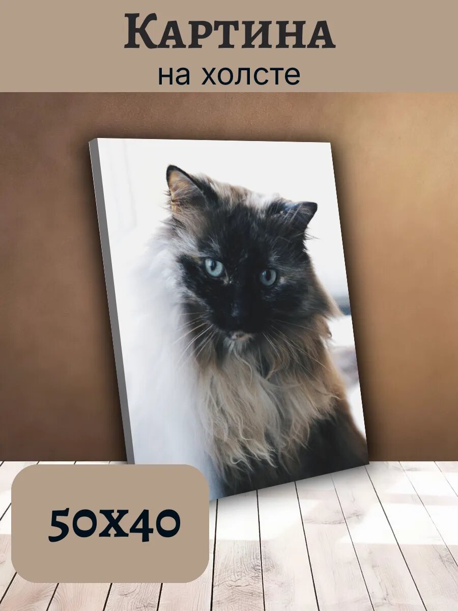 Картина Постер Кот Кошка Cat 40x50 пушистый мурлыка