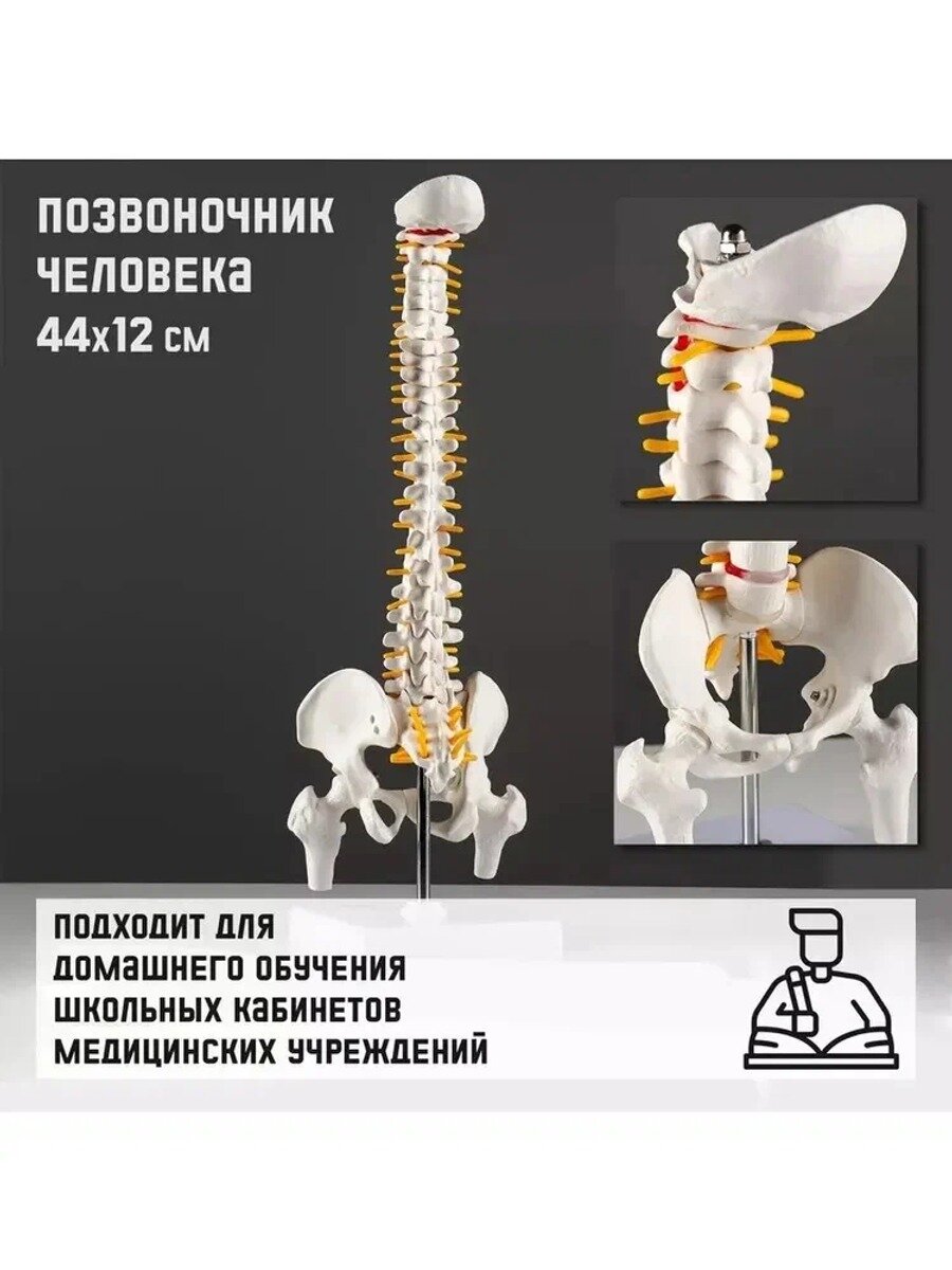Подвесная анатомическая модель позвоночника человека Anatom 45 см