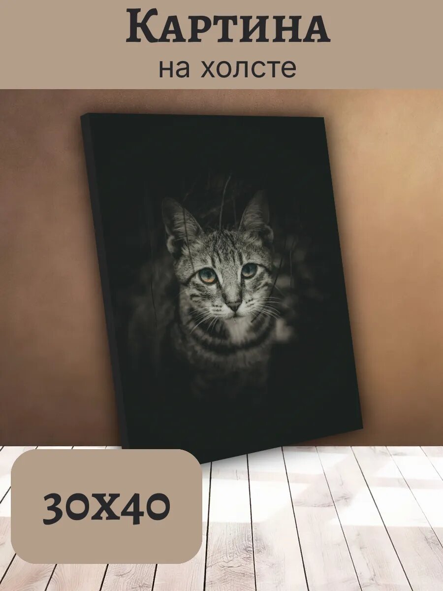 Картина Постер Кот Кошка Cat 30x40 полосатый Табби