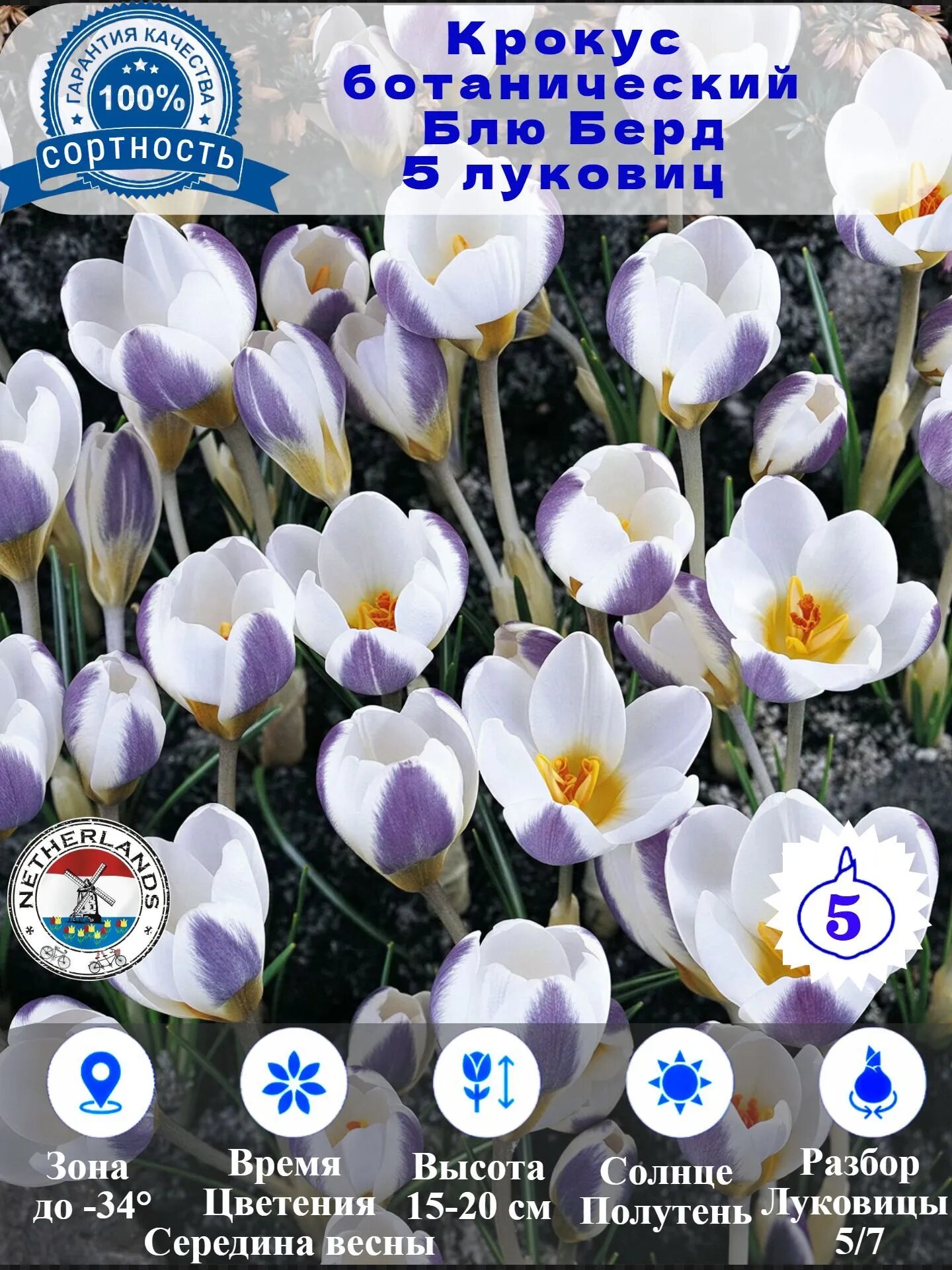 Крокус ботанический Блю Берд, луковицы 5 штук
