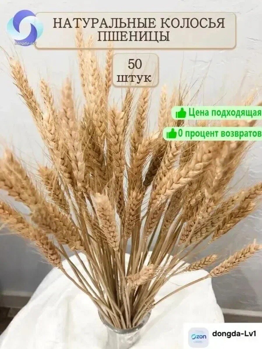 Know EasyxСу x оцветы Пшеница 120 гр 50 шт стандартная классическая модель серии