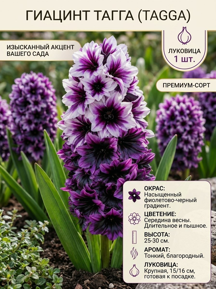 Гиацинт луковицы Тагга