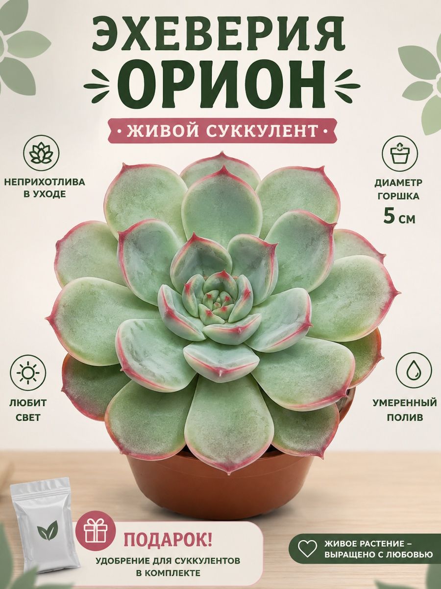Эхеверия Орион (Echeveria Orion) суккулент живой, D-5 см