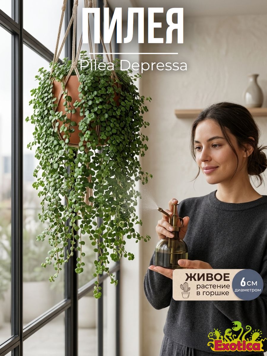 Пилея Депресса (Pilea Depressa) D5см, живое растение