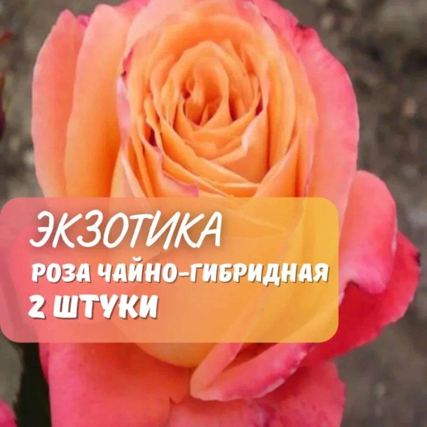 Роза чайно-гибридная "Экзотика", оранжево-светло-розовая, 2 шт.