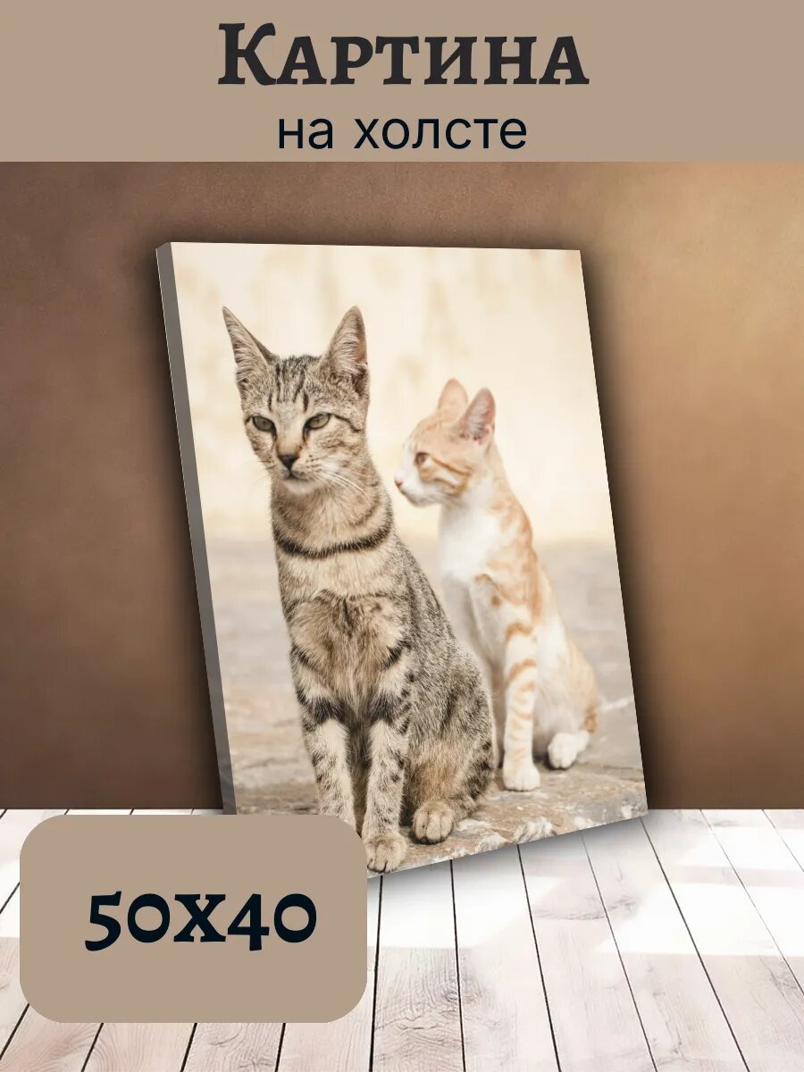 Картина Постер Кот Кошка Cat 40x50 с изображением двух