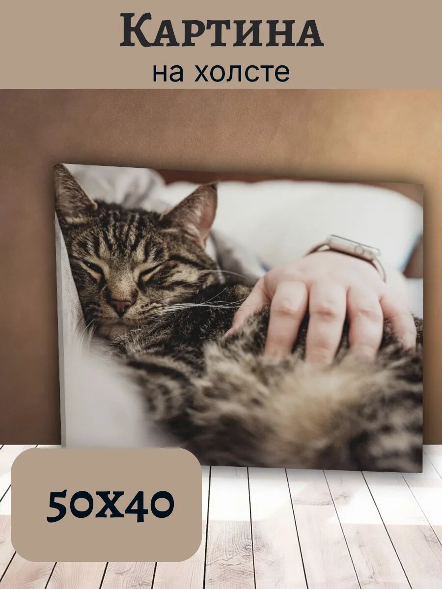 Картина Кот Кошка Cat 40x50 уютный сон с рукой