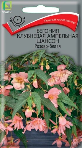Бегония Клубневая Ампельная "Шансон Розово-белая", однолетник, семена - 2 упаковки по 10 шт.