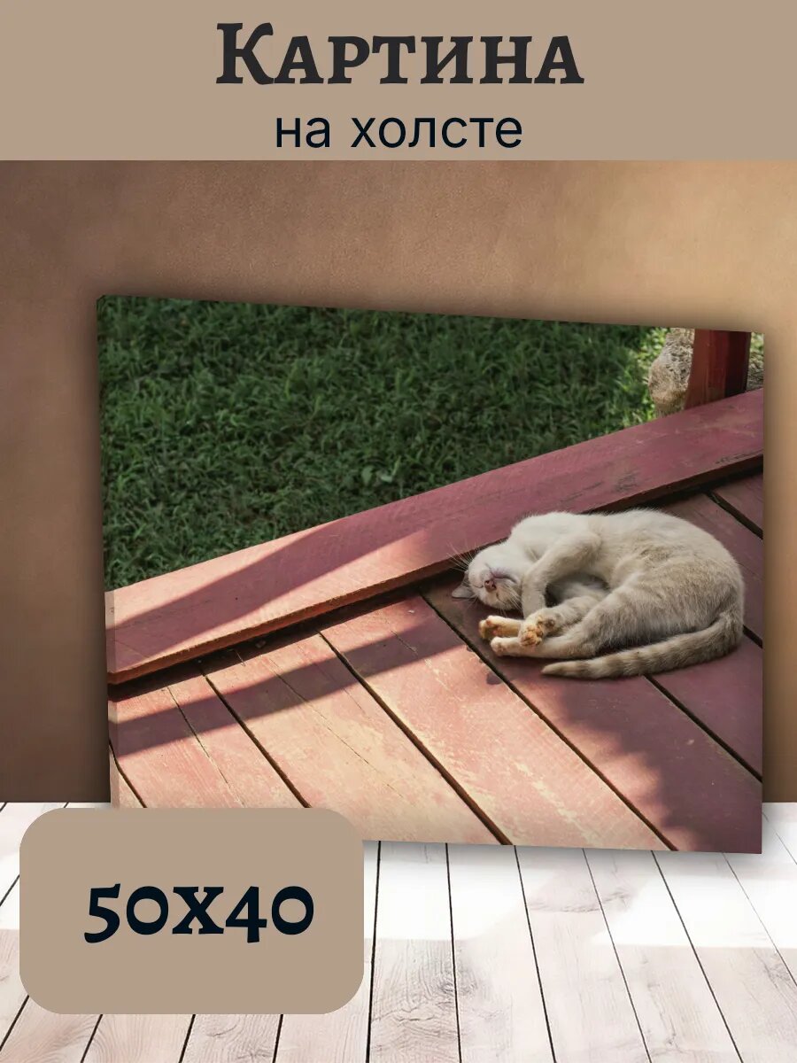 Картина Постер Кот Кошка Cat 40x50 спящая на террасе