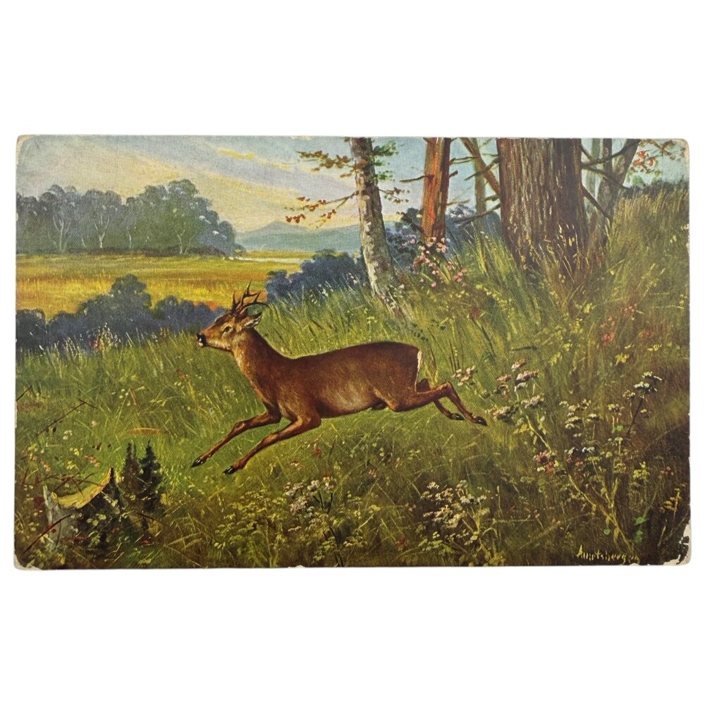Почтовая открытка "Косуля на лугу" 1900-1917 гг. Германская Империя