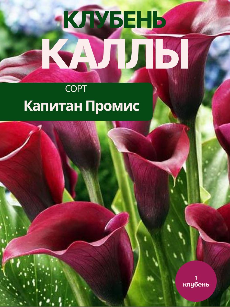 Калла Капитан Промис, 1шт