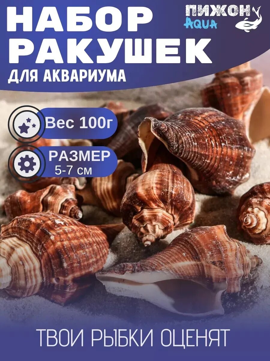 Набор ракушек, 5 - 7 см, 100 г