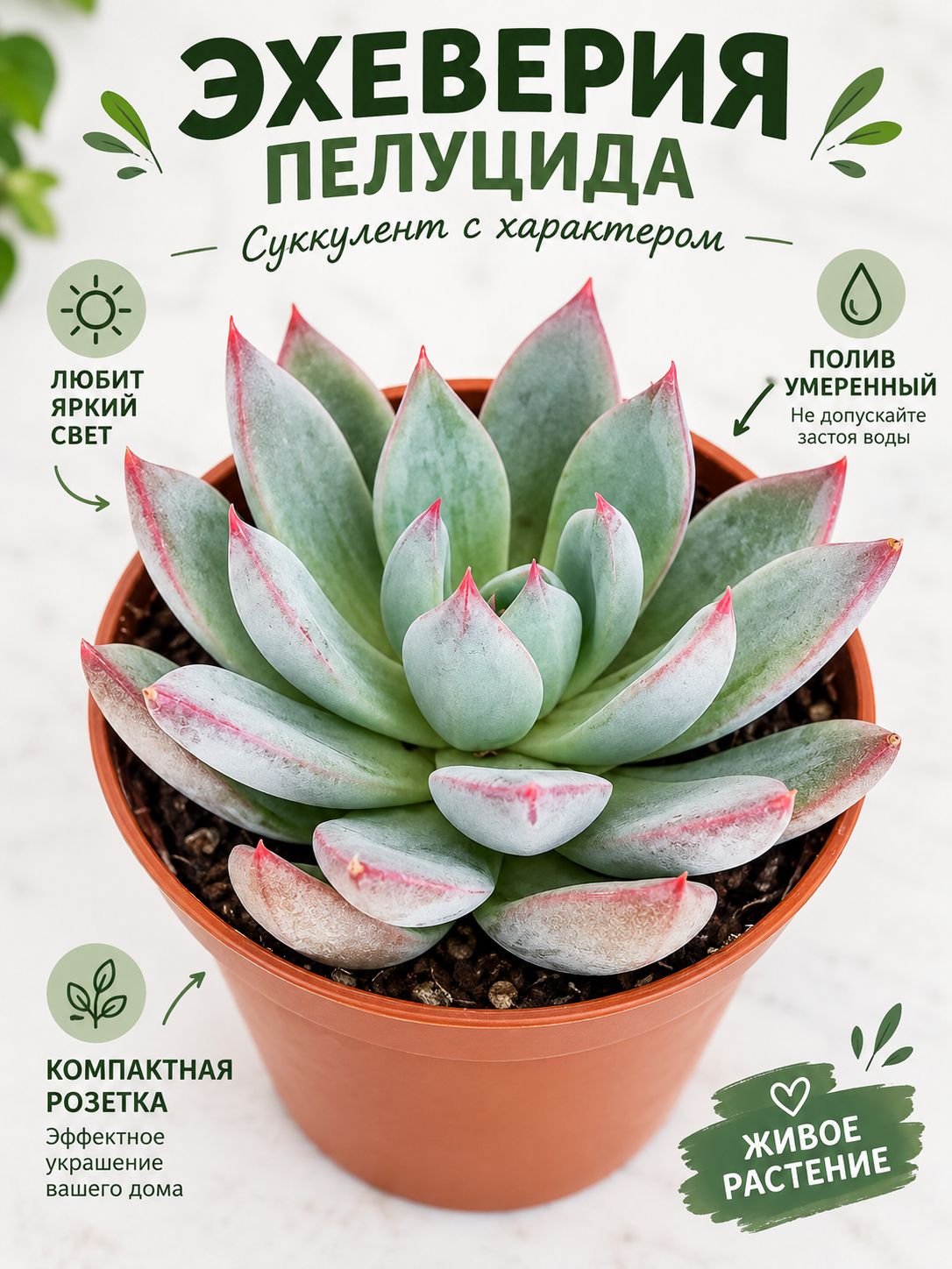 Эхеверия Пелуцида (Echeveria Pelucida), живое растение, D-5 живое растение