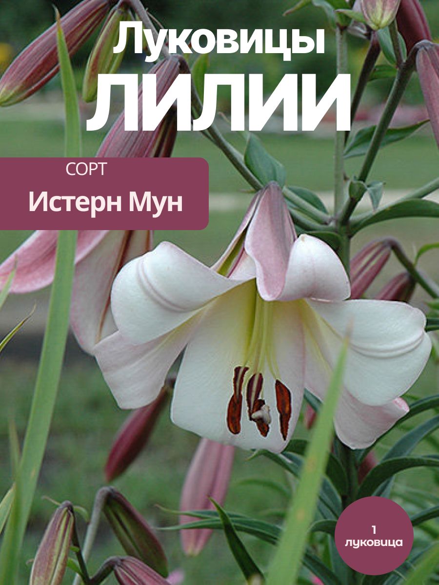 Луковицы Лилии Истер Мун 1 шт
