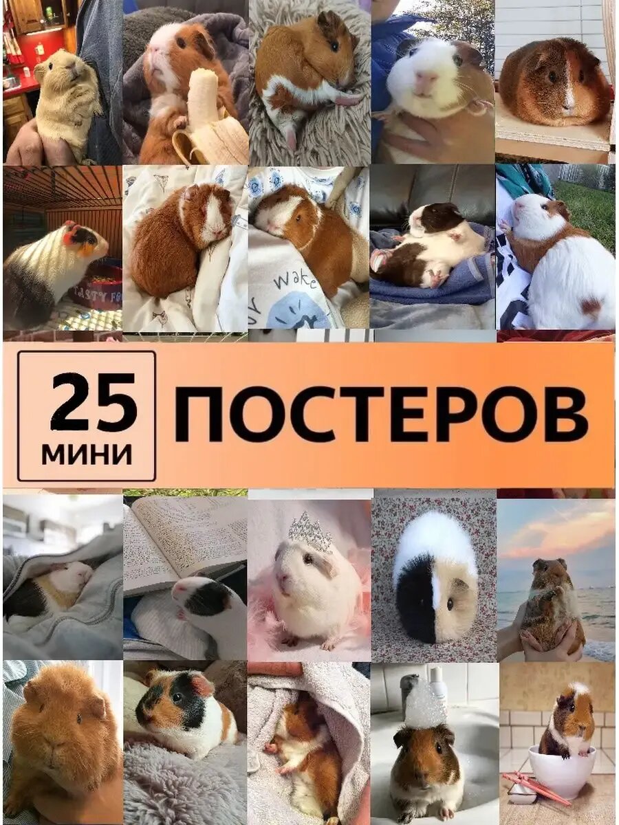 Постеры Карточки детям морские свинки