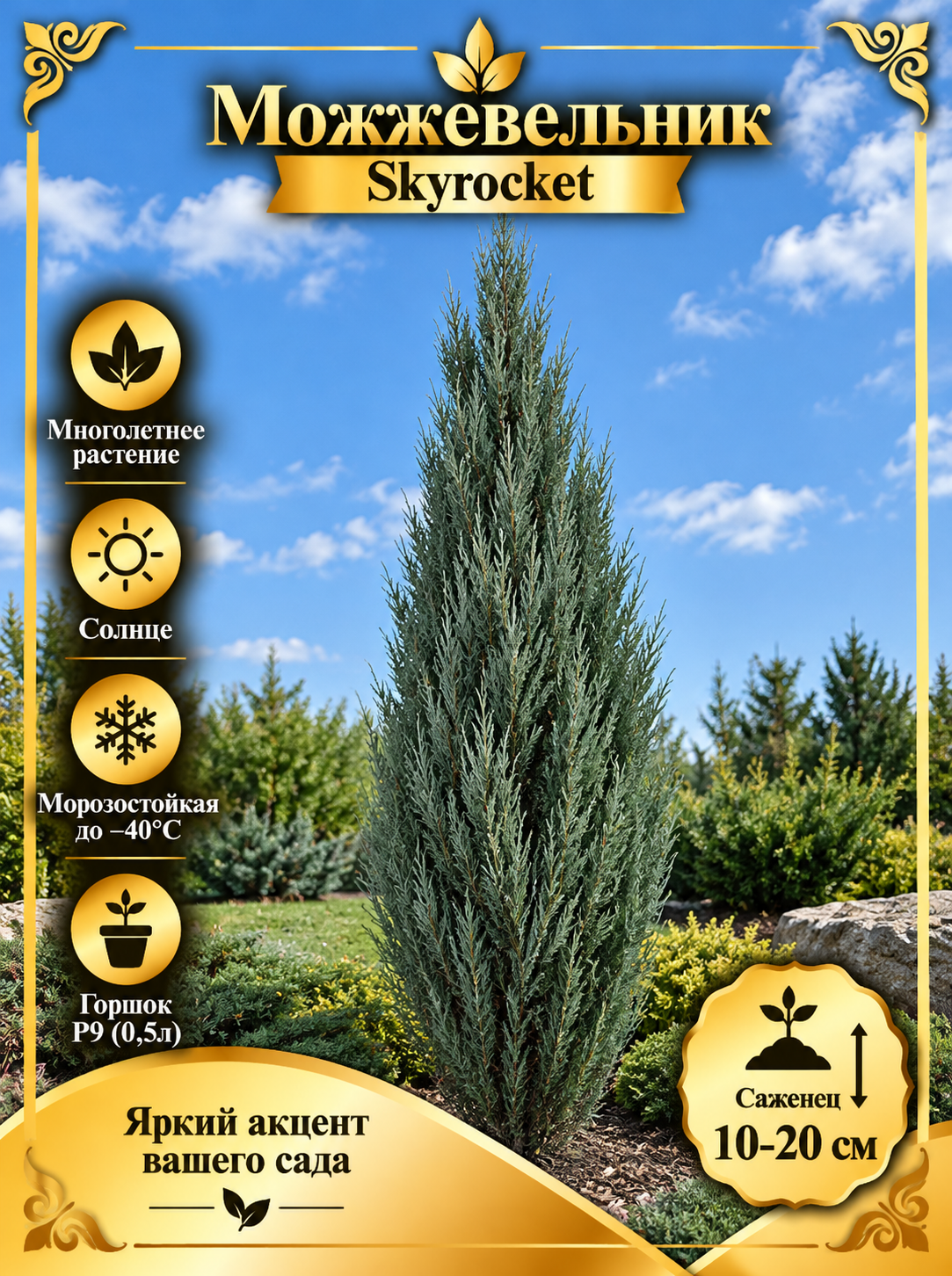 Можжевельник Skyrocket (Скайрокет)