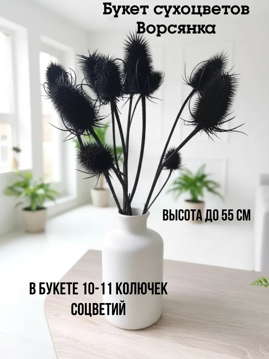 Букет сухоцветов Ворсянка 10-11 колючка, высота до 55 см