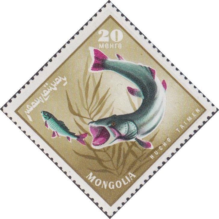 (1965-026) Марка Монголия "Таймень" Речные хищные рыбы III O