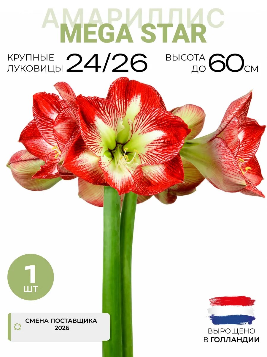 Амариллис луковица живая комнатная