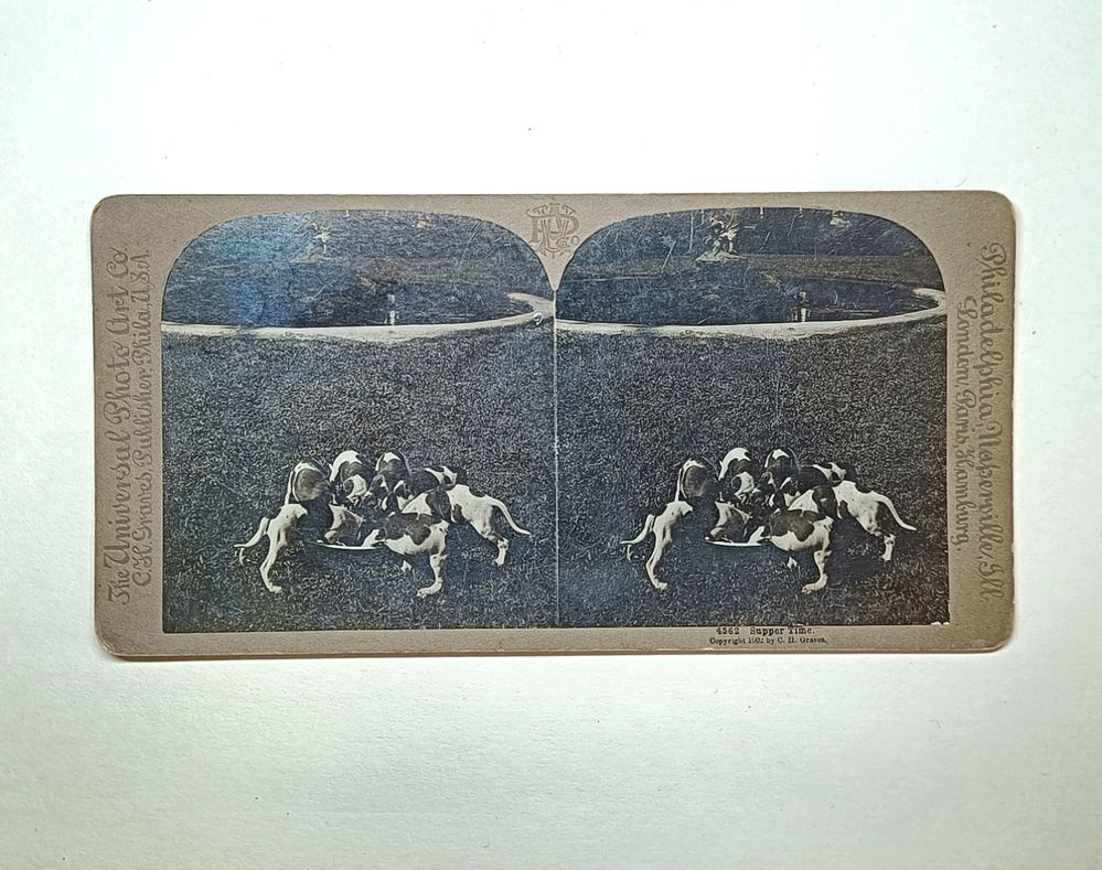 Антикварная стереокарта Время ужина (Supper Time) со щенками. США, 1902 год. 18х9см