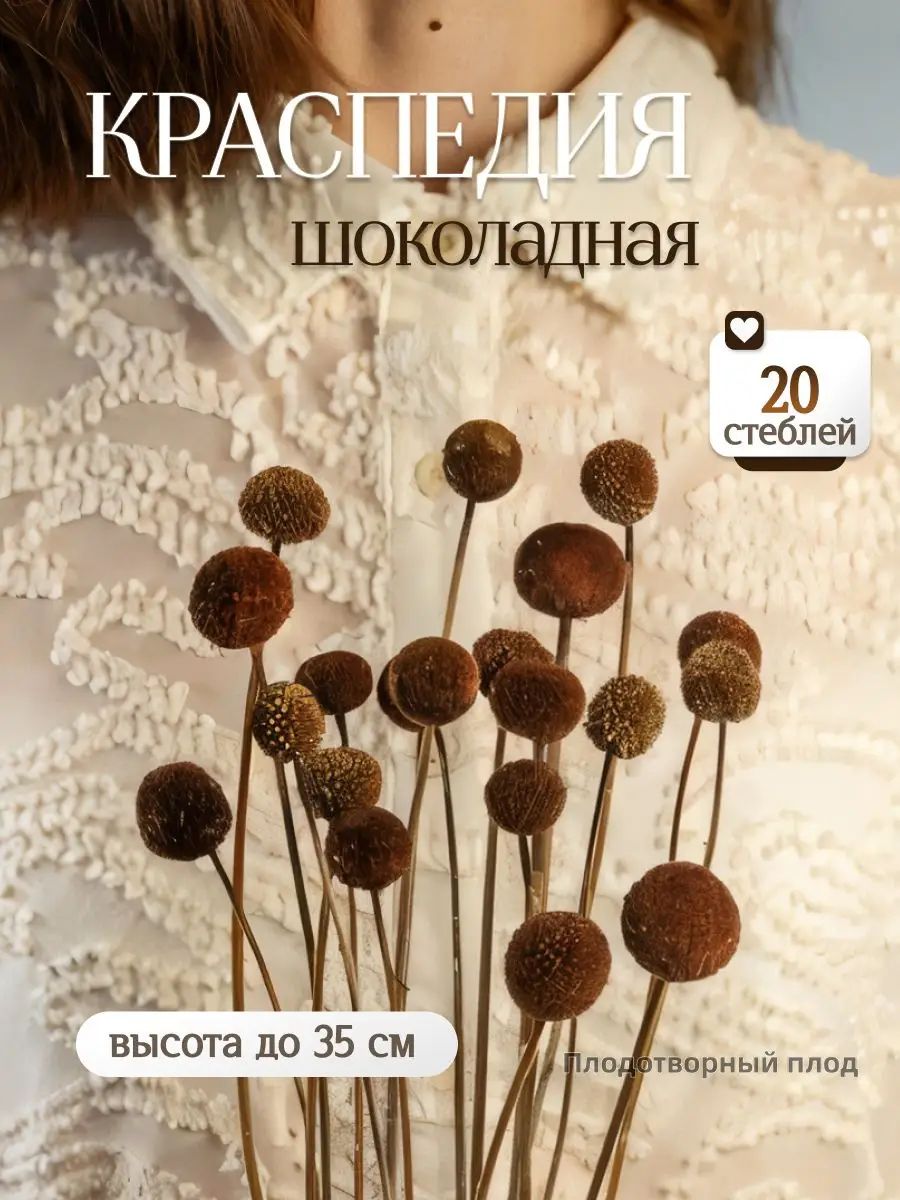 Сухоцветы Краспедия 35 см 20 шт шоколадный