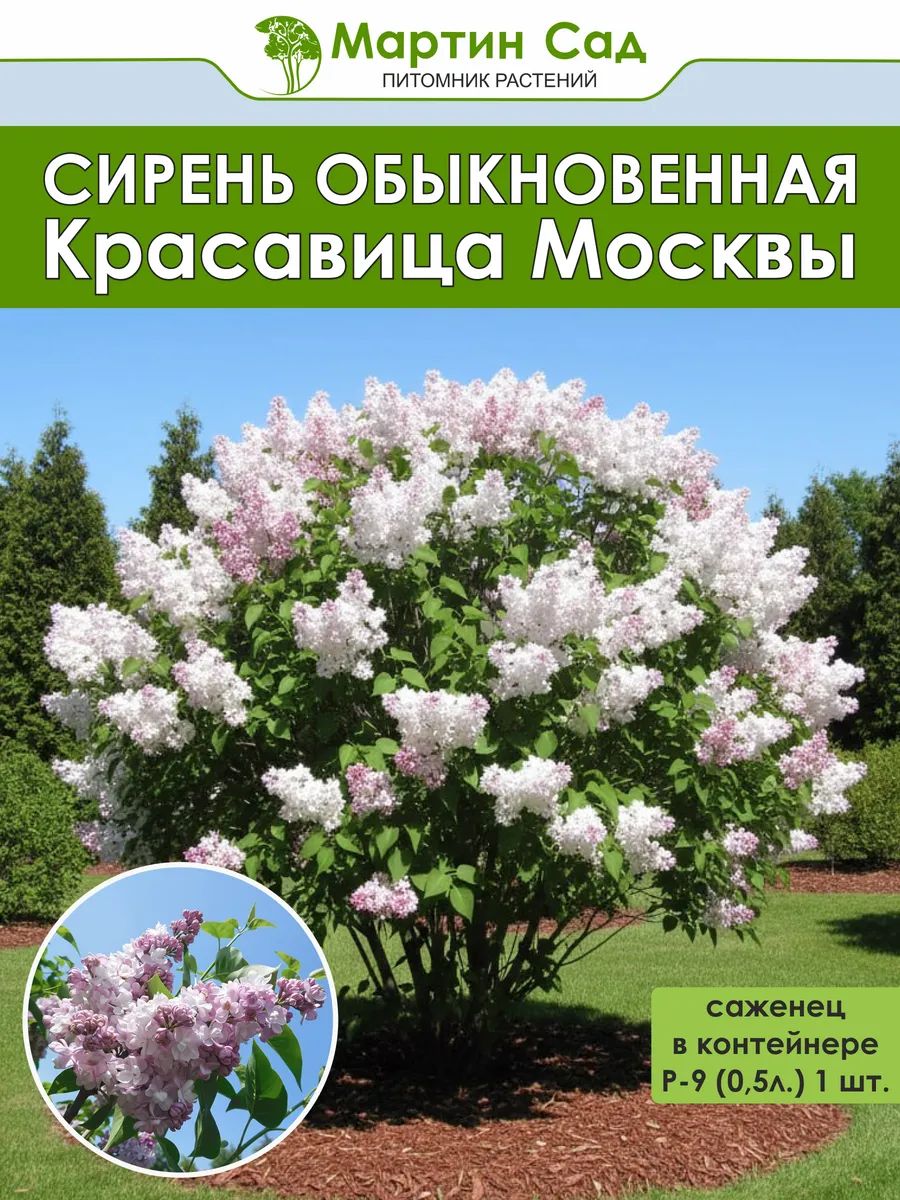 Сирень обыкновенная Красавица Москвы Р-9